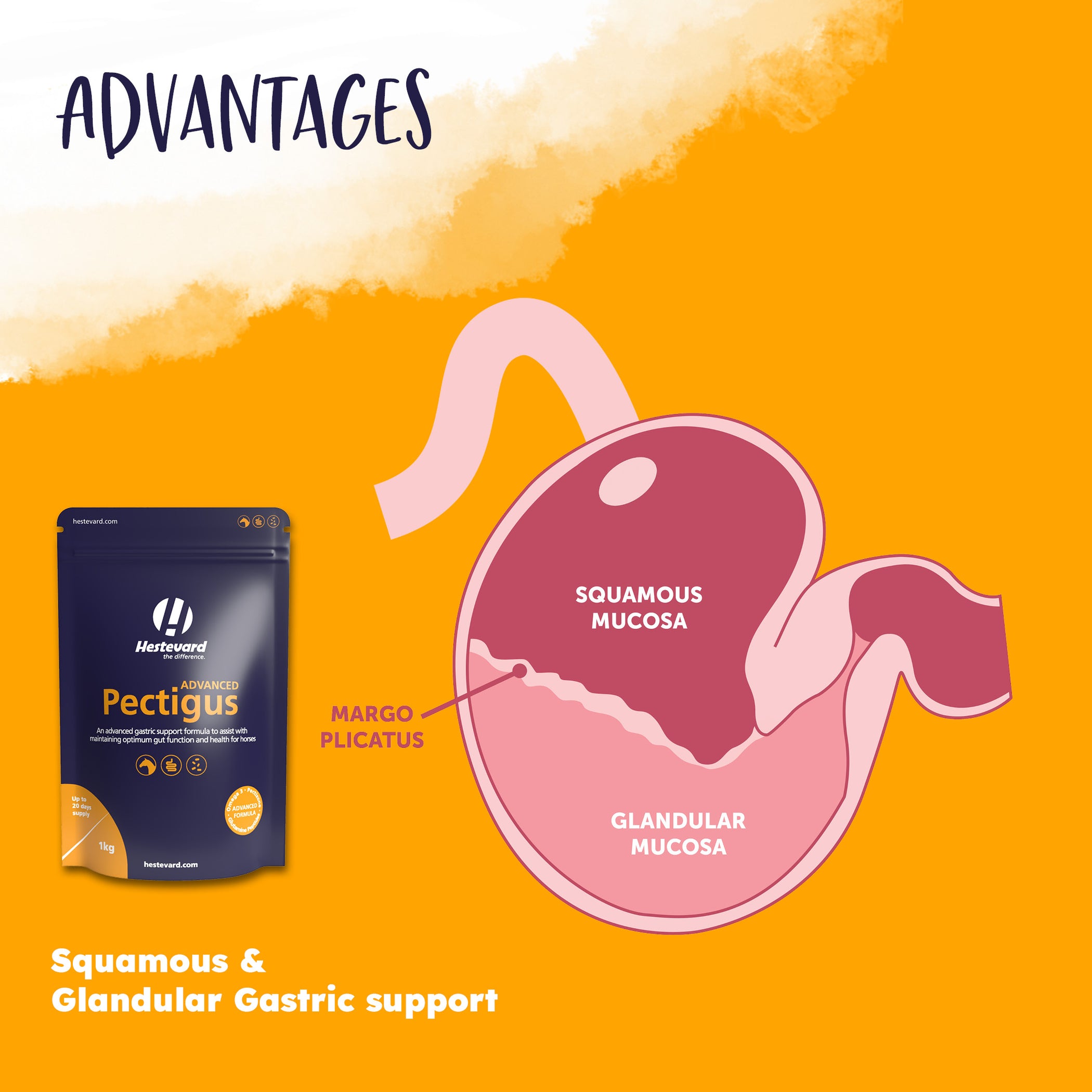 Pectigus ADVANCED – Hestevard