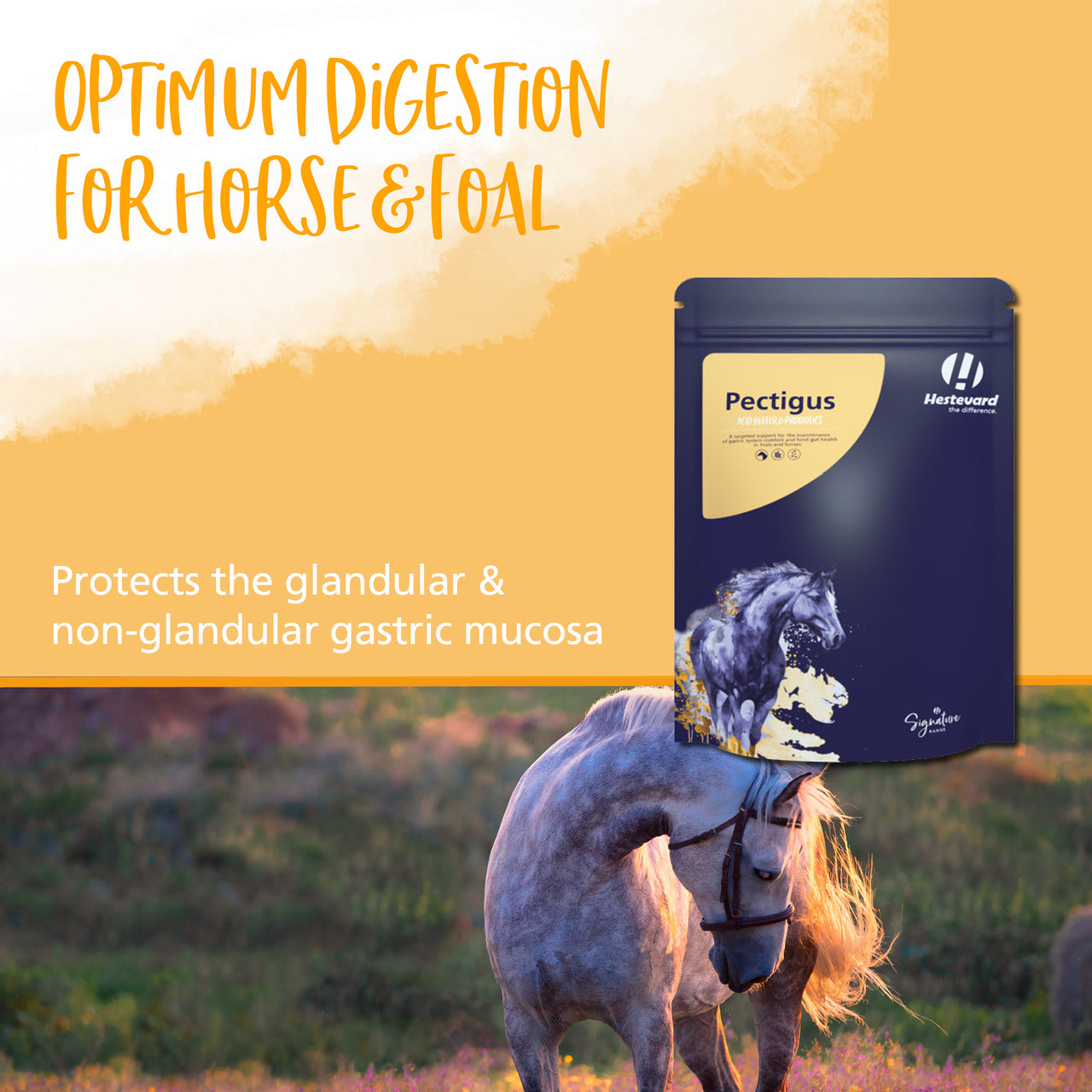 Pectigus – Hestevard
